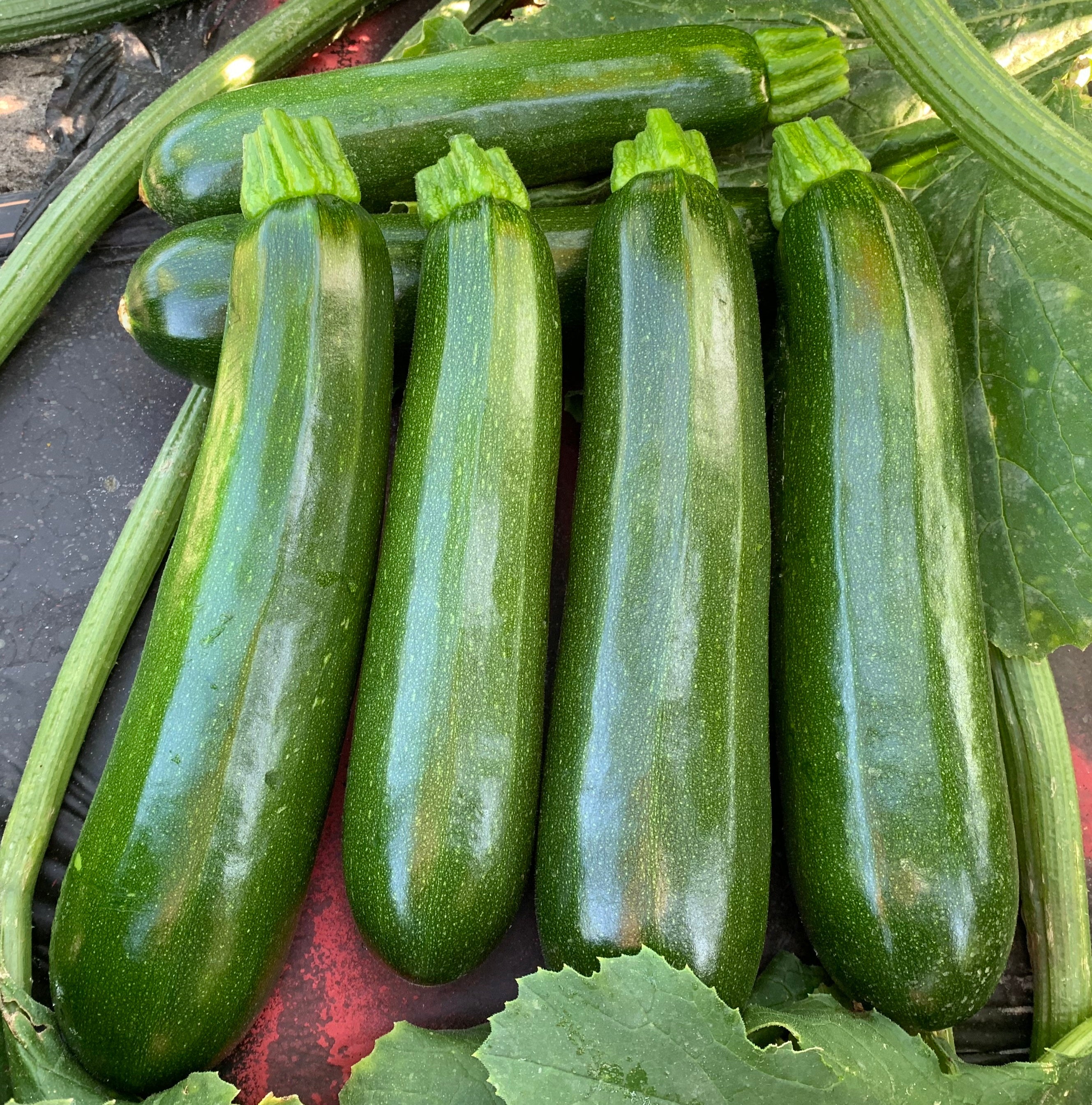Zucchini Squash Seeds – Gowan