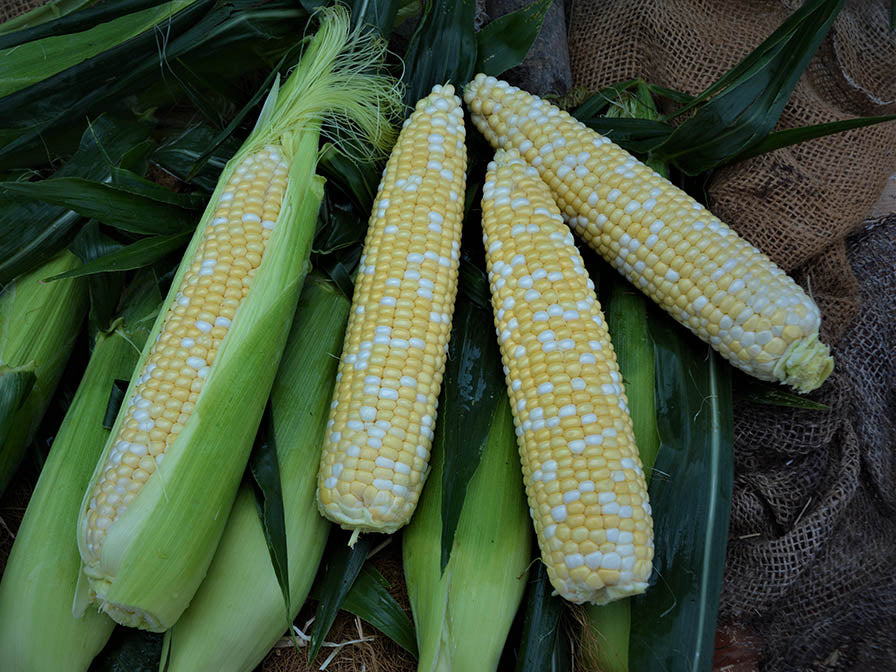 Sweet Corn Seeds – Gowan