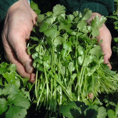 OP Coriander (Cilantro) - Caribe – Gowan