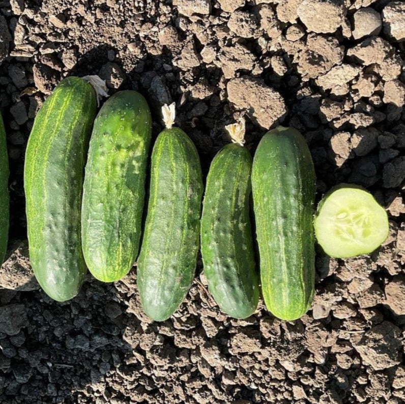Cucumber Seeds – Gowan
