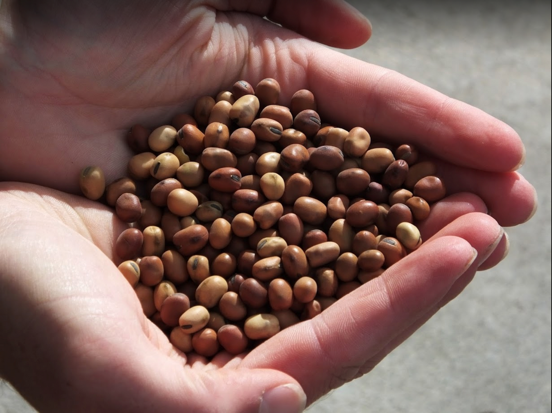 Osborne Quality Seeds – Gowan