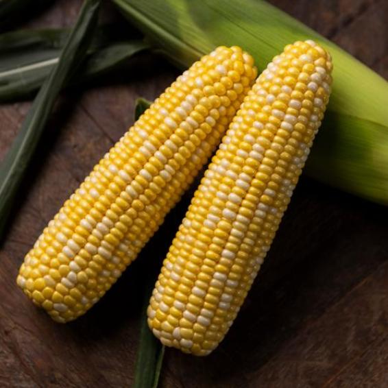 Hybrid Supersweet Bicolor Corn - Patron – Gowan