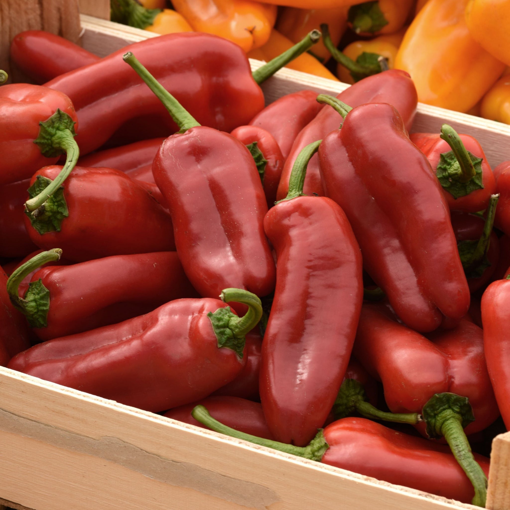 Hybrid Red Mini Pepper - Peppi Red – Gowan