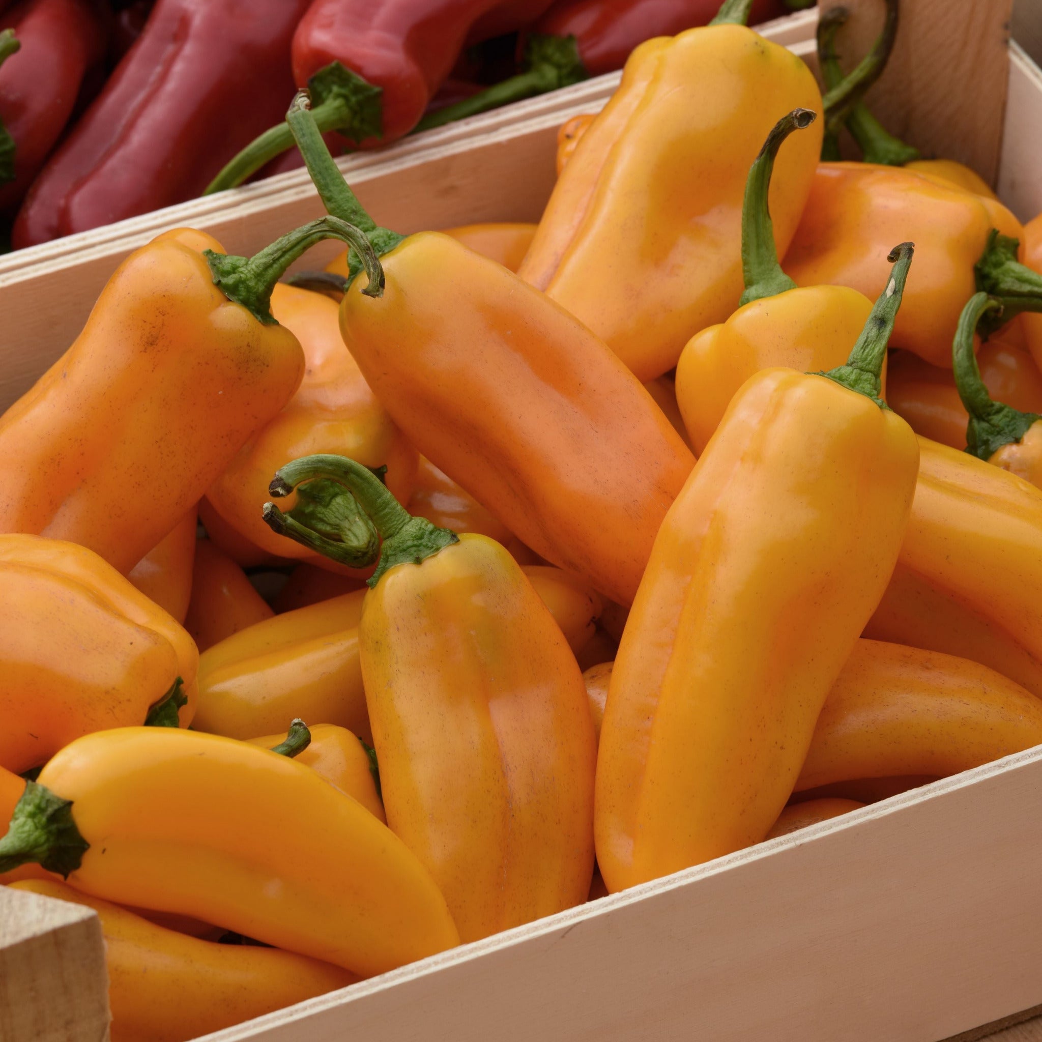 Hybrid Yellow Mini Pepper - Peppi Yellow – Gowan