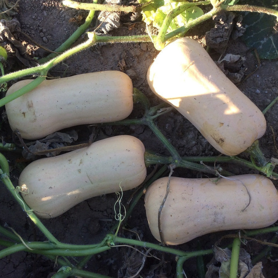 Hybrid Butternut Squash - Quantum – Gowan